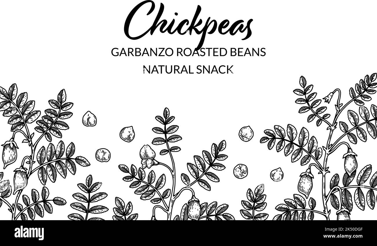 Hand drawn chickpeas botany background. Vector illustration in sketch ...