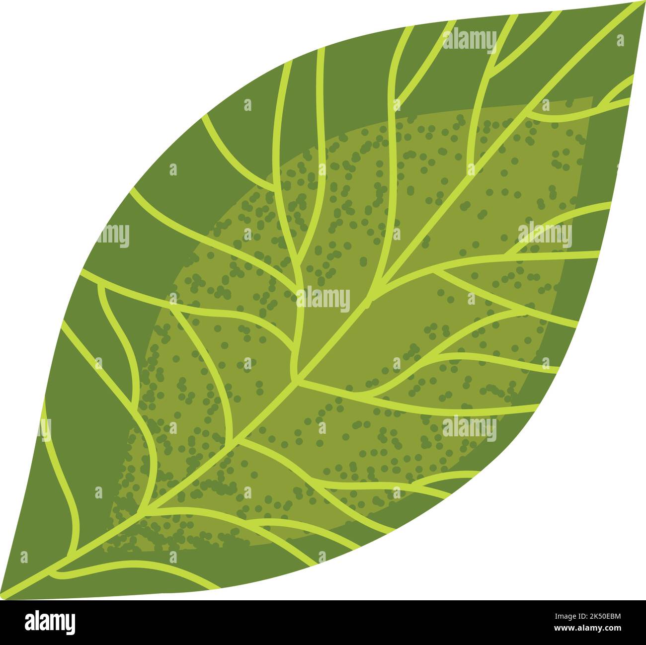 leaf plant foliage nature icon Stock Vector Image & Art - Alamy