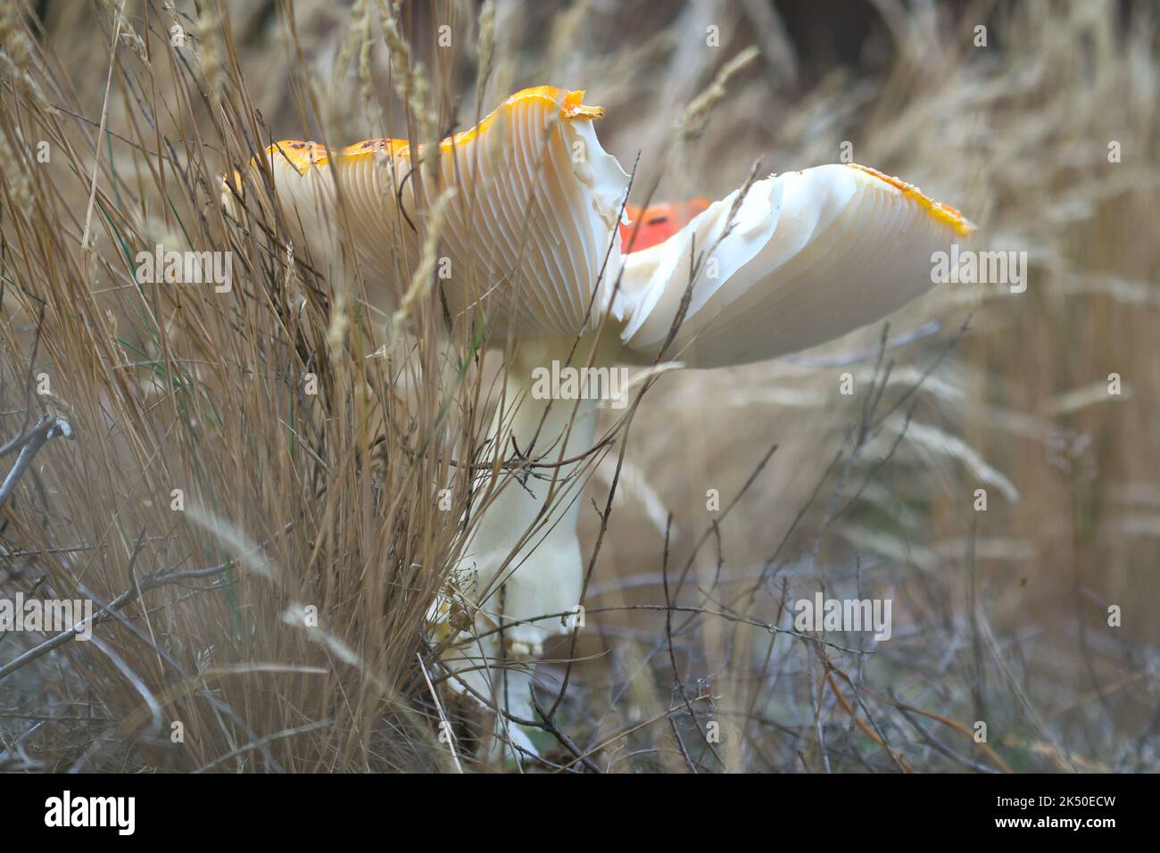 Toadstool, blurry and dreamy, in the grass in the forest. Poisonous ...