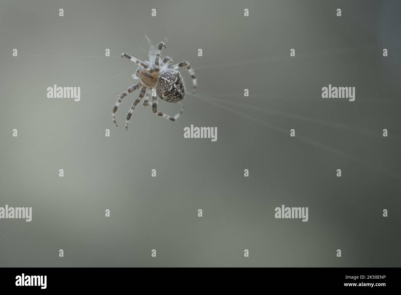 Cross spider in a spider web, lurking for prey. Blurred background. A ...