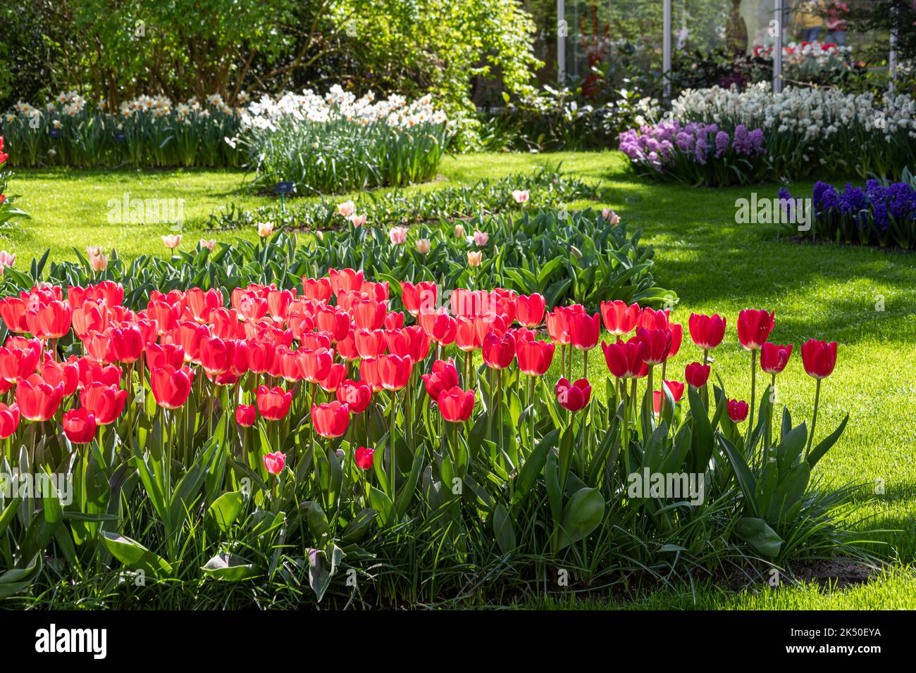 Beautiful spring flowers in the garden Stock Photo - Alamy