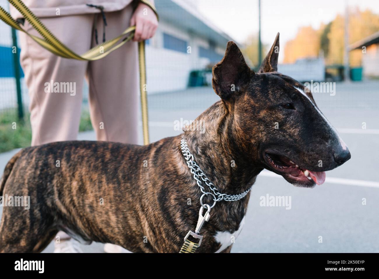 The portrait of the young beautiful bull terrier portrait in a brindle ...