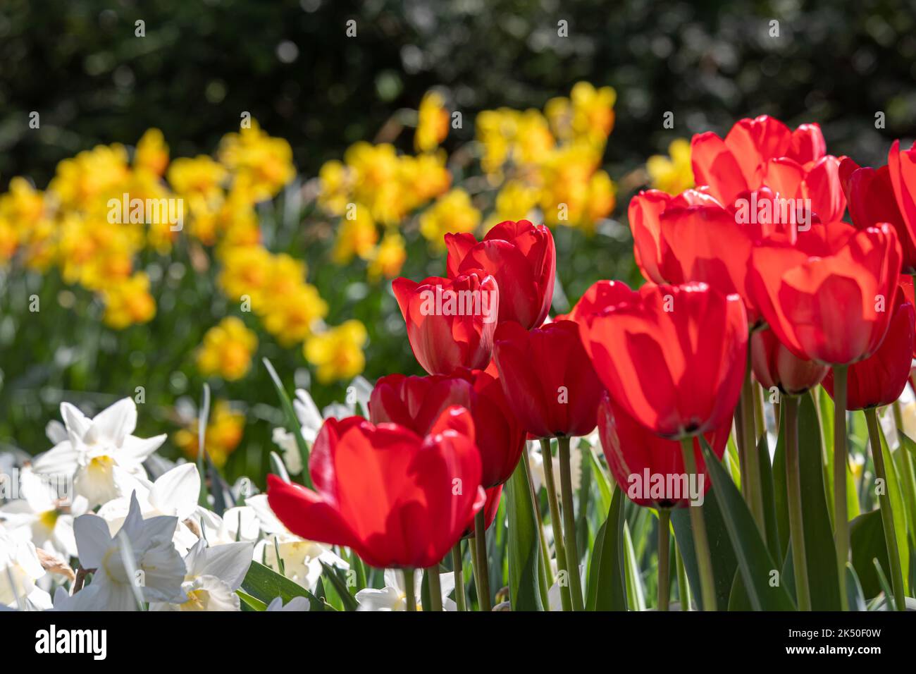 Beautiful spring flowers in the garden Stock Photo - Alamy