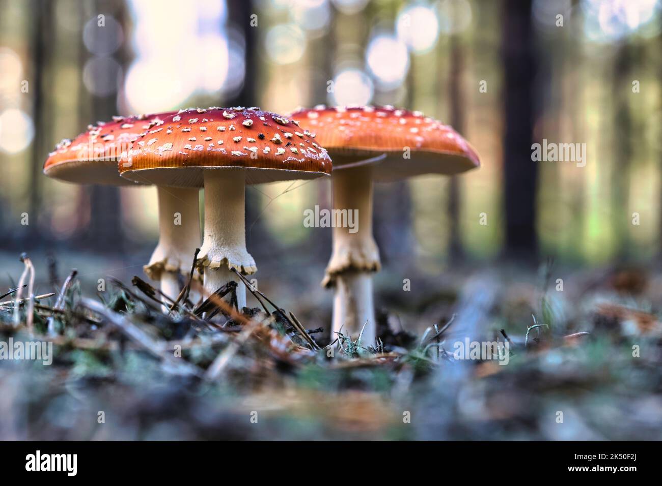 Toadstool at the bottom of a coniferous forest in the woods. Poisonous ...