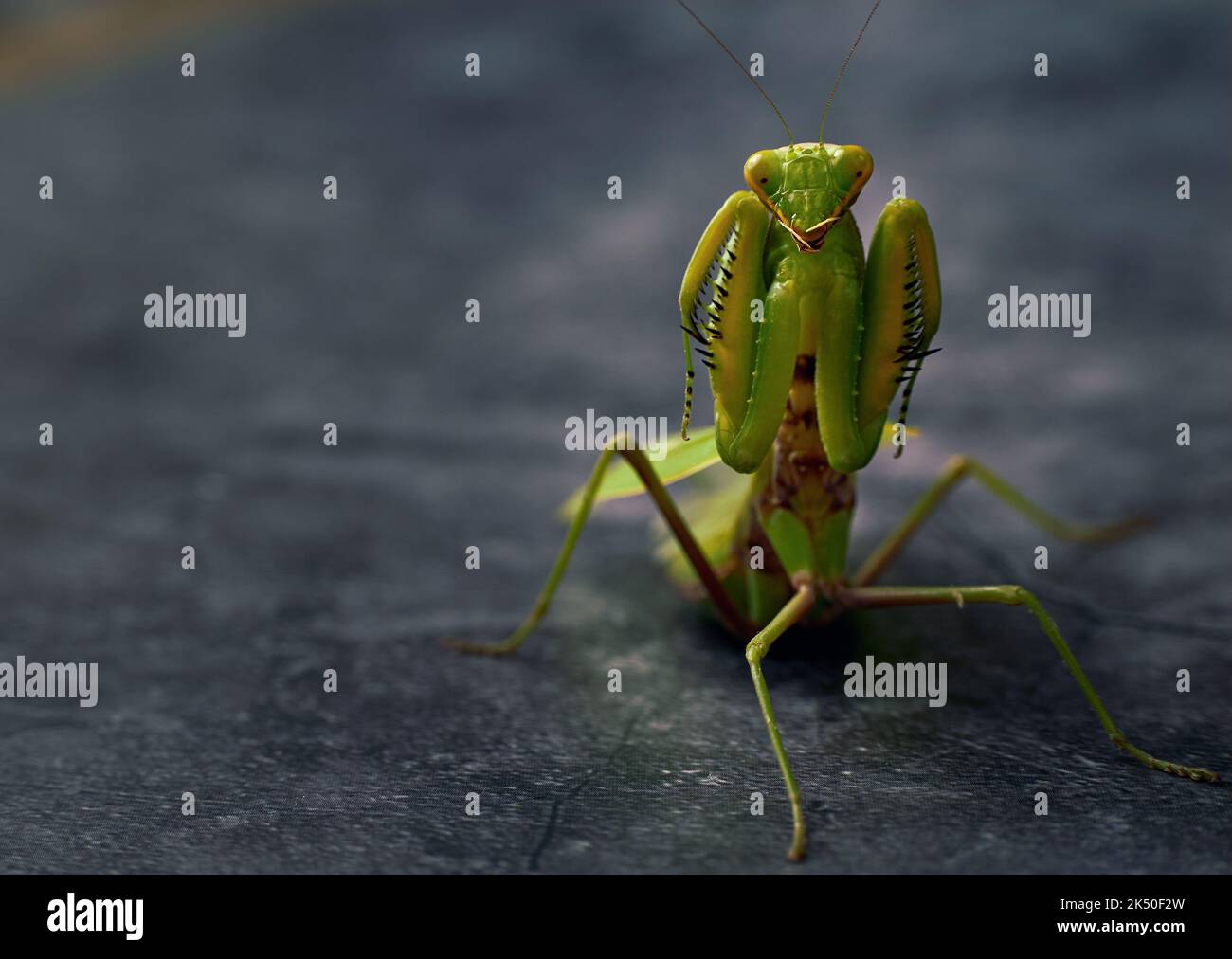 Closeup portrait large green praying mantis attacking stance on a darck ...
