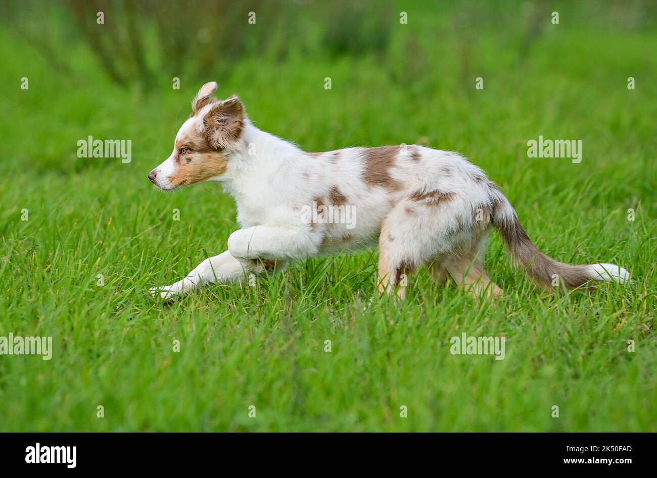 Sieversdorf, Germany. 02nd Oct, 2022. A 12-week-old puppy of the ...