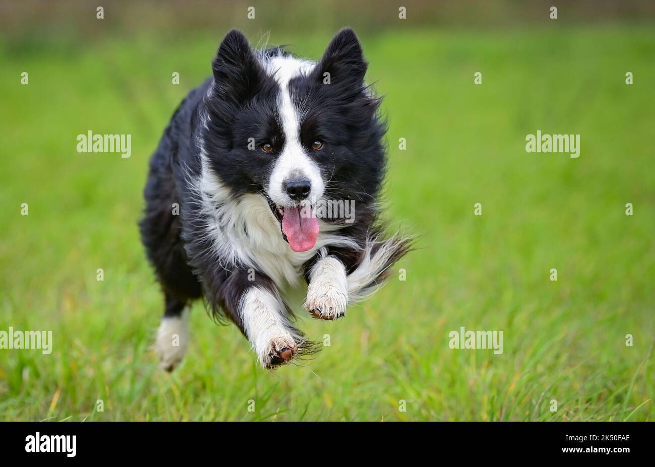 Sieversdorf, Germany. 02nd Oct, 2022. A dog of the Border Collie breed ...