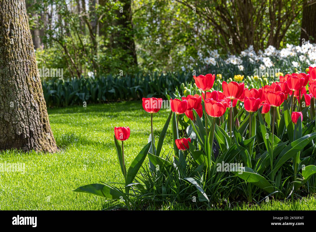 Beautiful spring flowers in the garden Stock Photo - Alamy