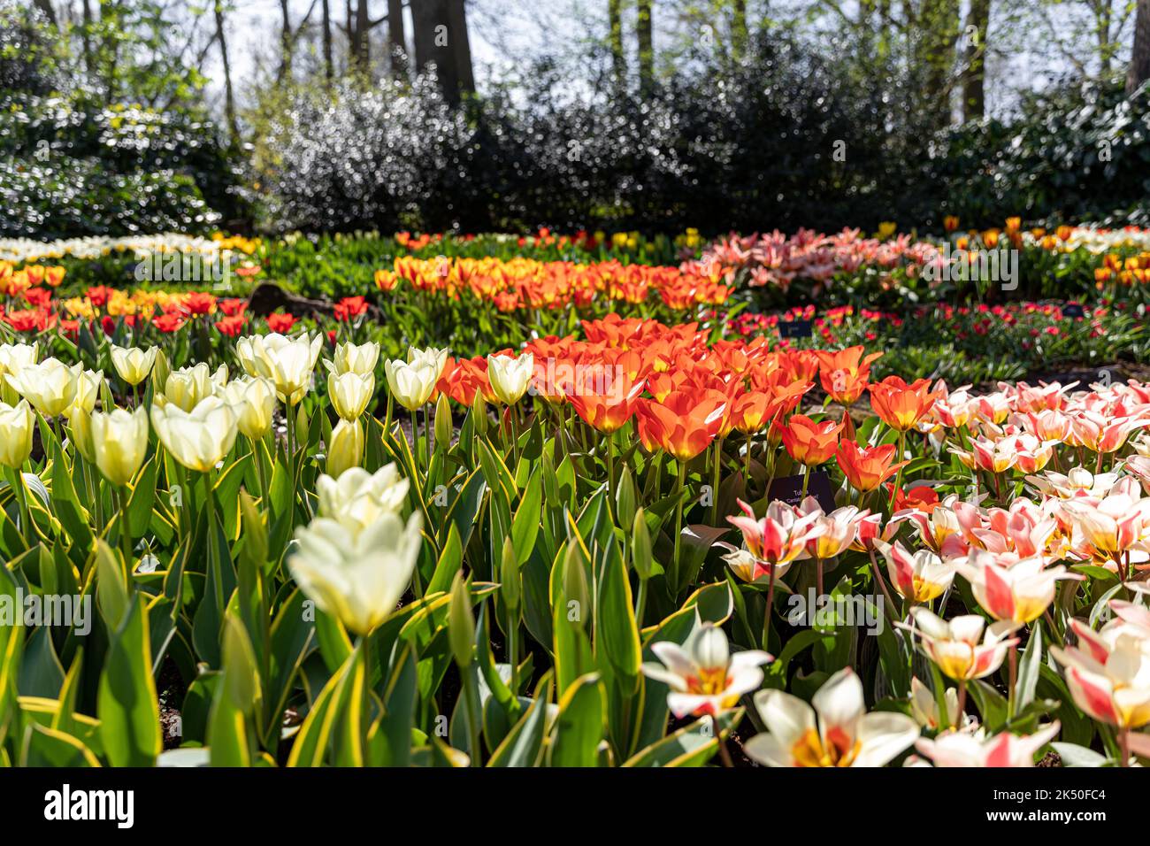 Beautiful spring flowers in the garden Stock Photo - Alamy