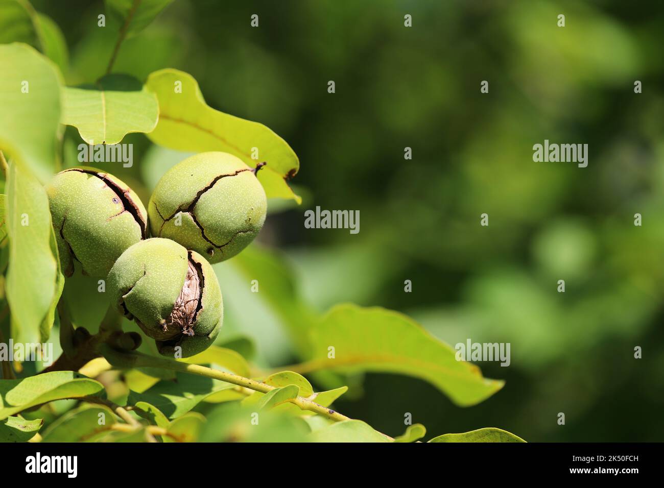 Walnuts branch hi-res stock photography and images - Alamy