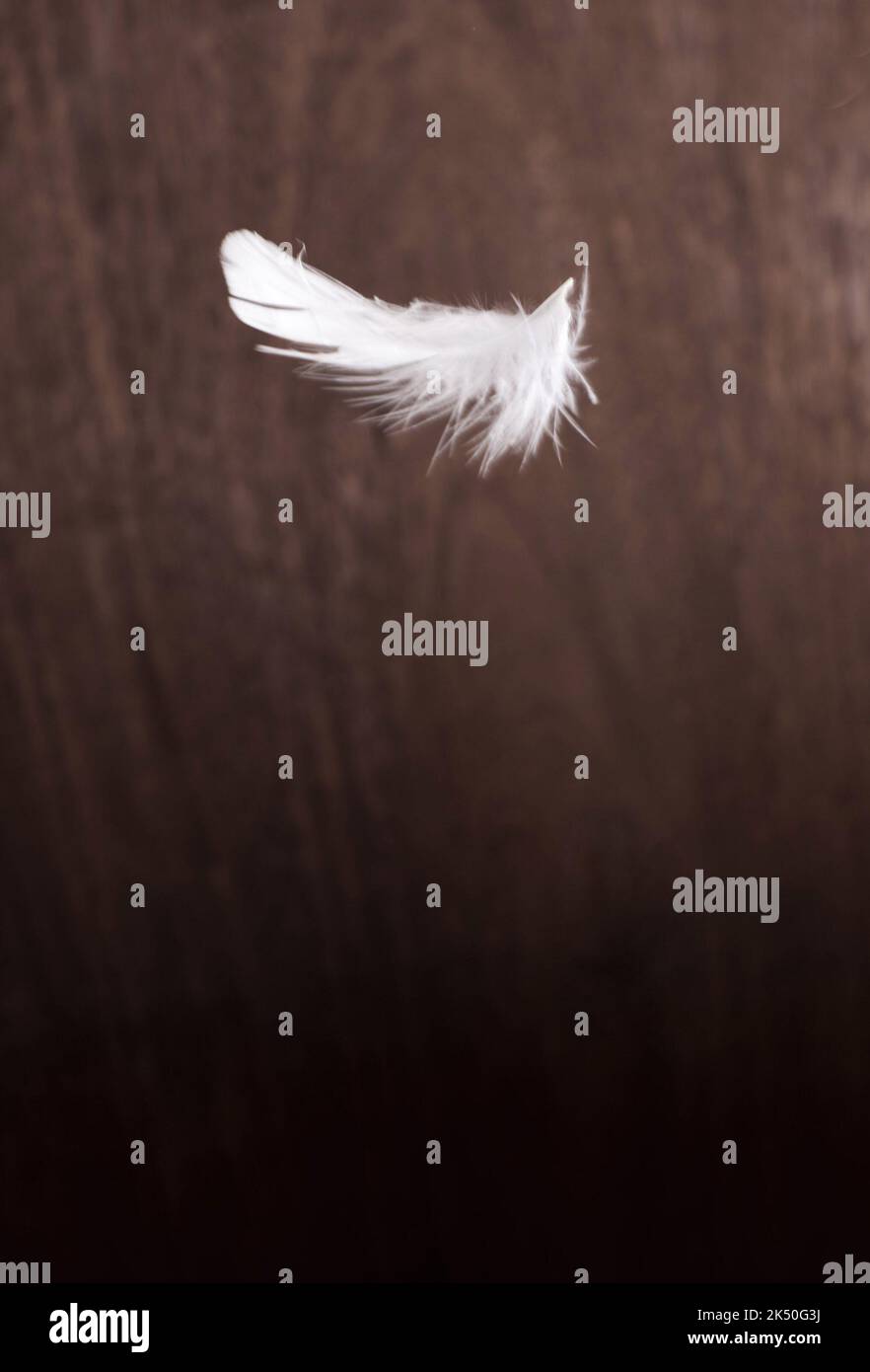 White light feather floating in the air against dark wooden background ...