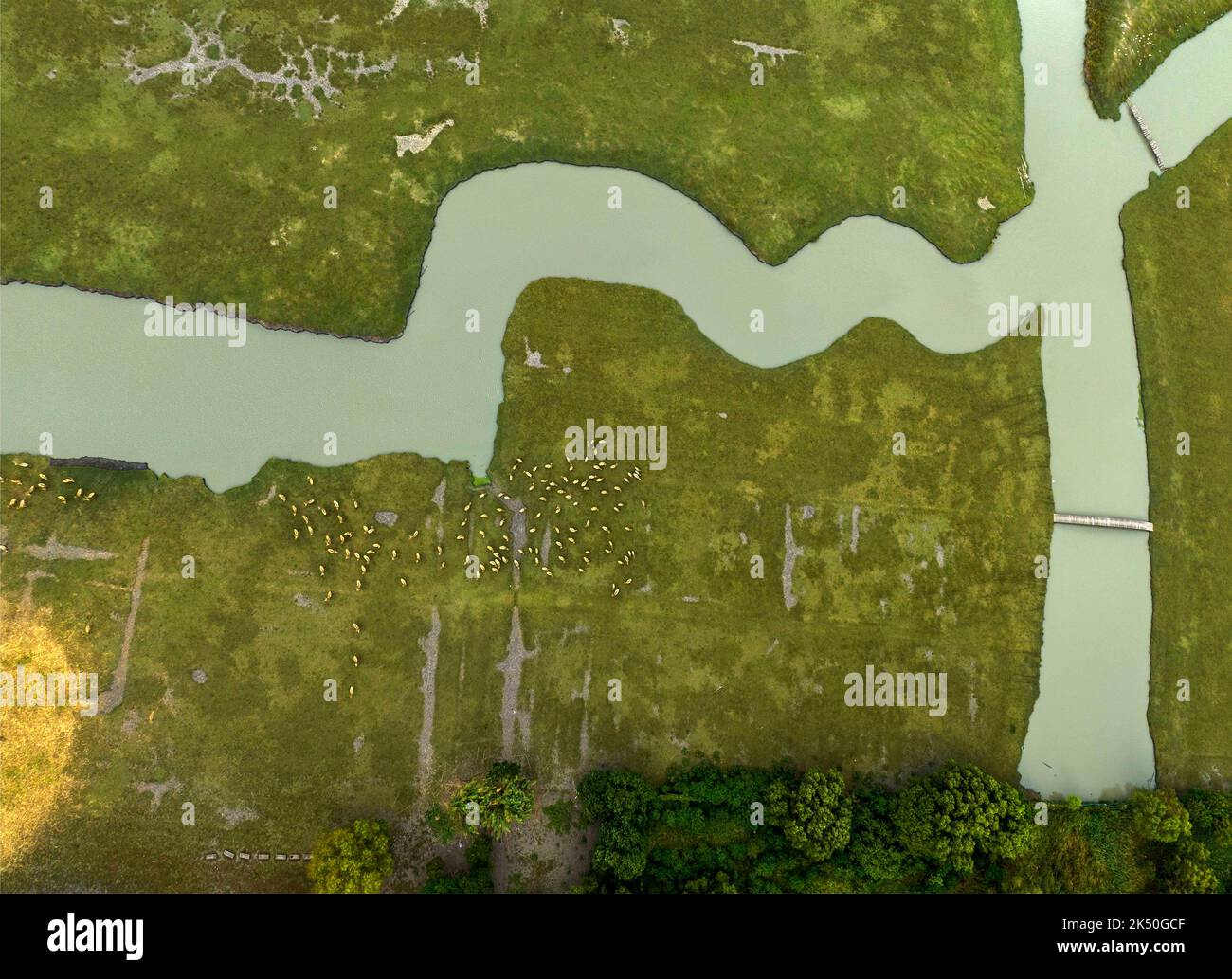 TAIZHOU, CHINA - OCTOBER 5, 2022 - An aerial photo shows a herd of elks ...
