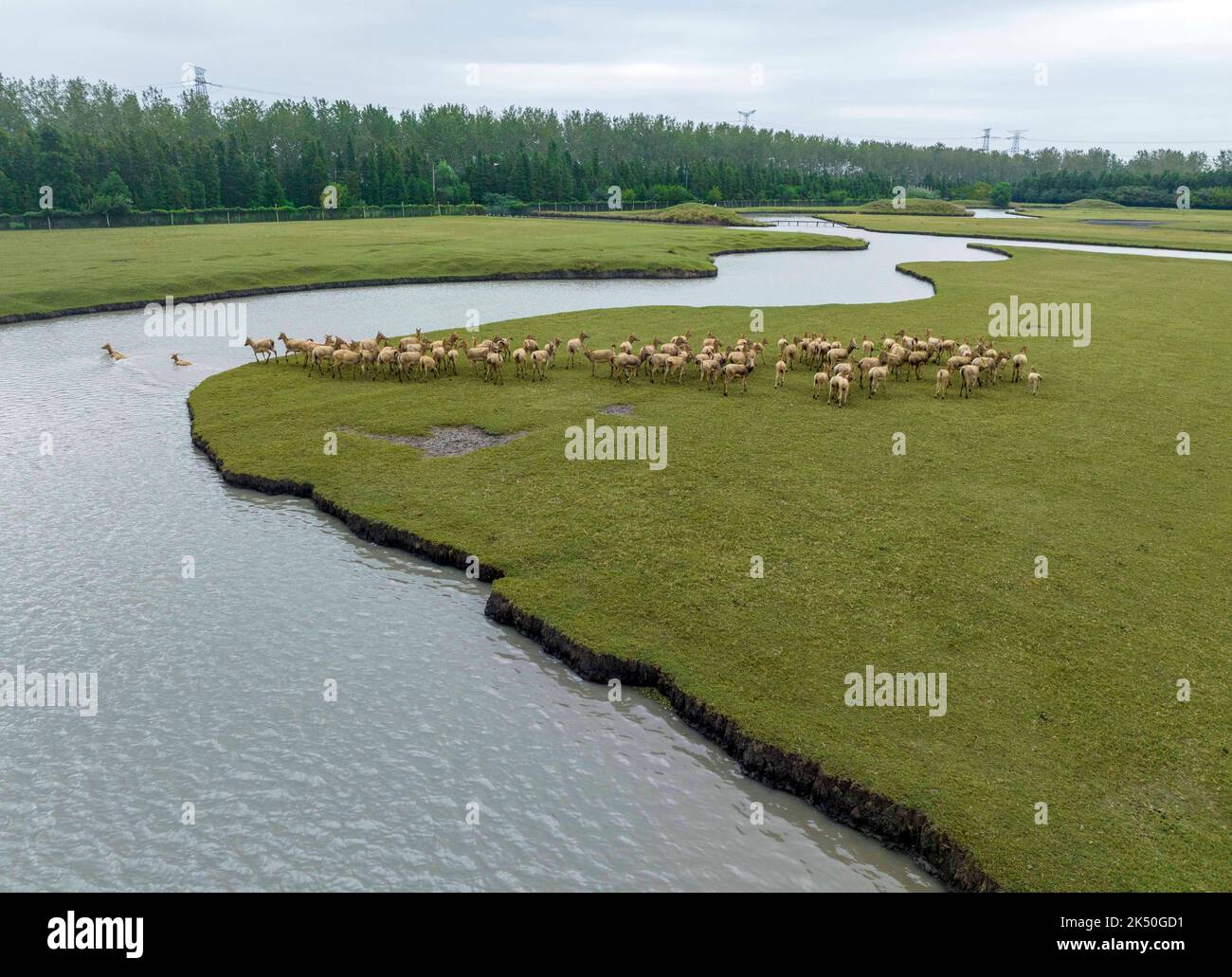 TAIZHOU, CHINA - OCTOBER 5, 2022 - An aerial photo shows a herd of elks ...