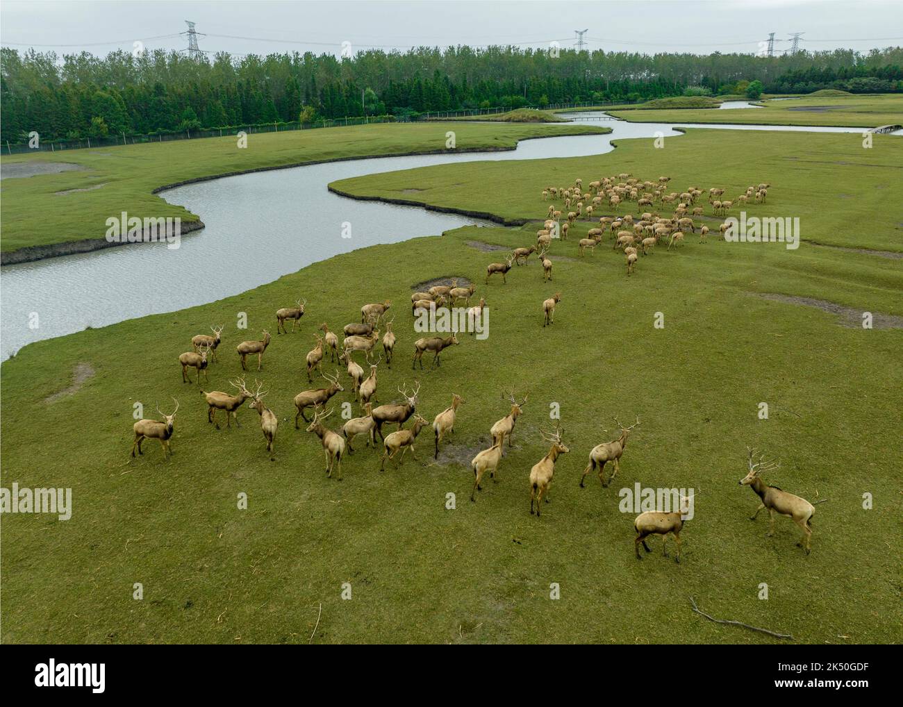 TAIZHOU, CHINA - OCTOBER 5, 2022 - An aerial photo shows a herd of elks ...