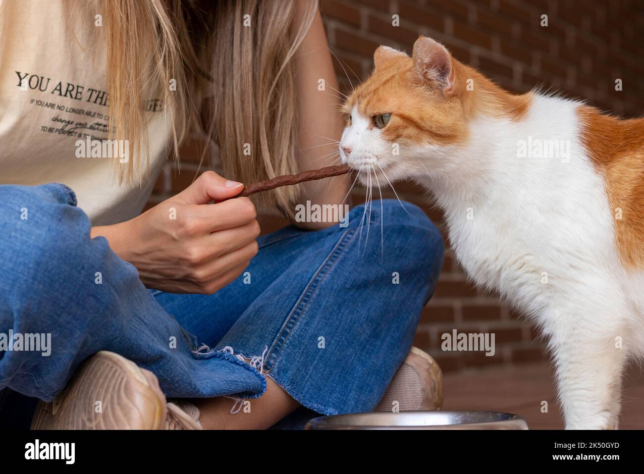 Domestic cat eating a yummy treat stick as an award given by its ...