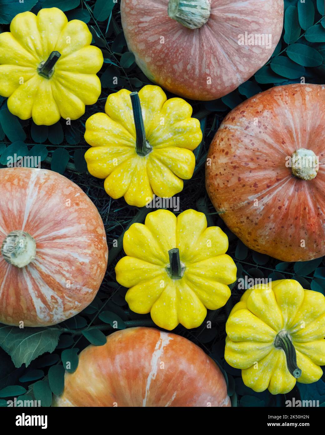 Colorful feshly picked organic homegrown pumpkins, close up Stock Photo - Alamy