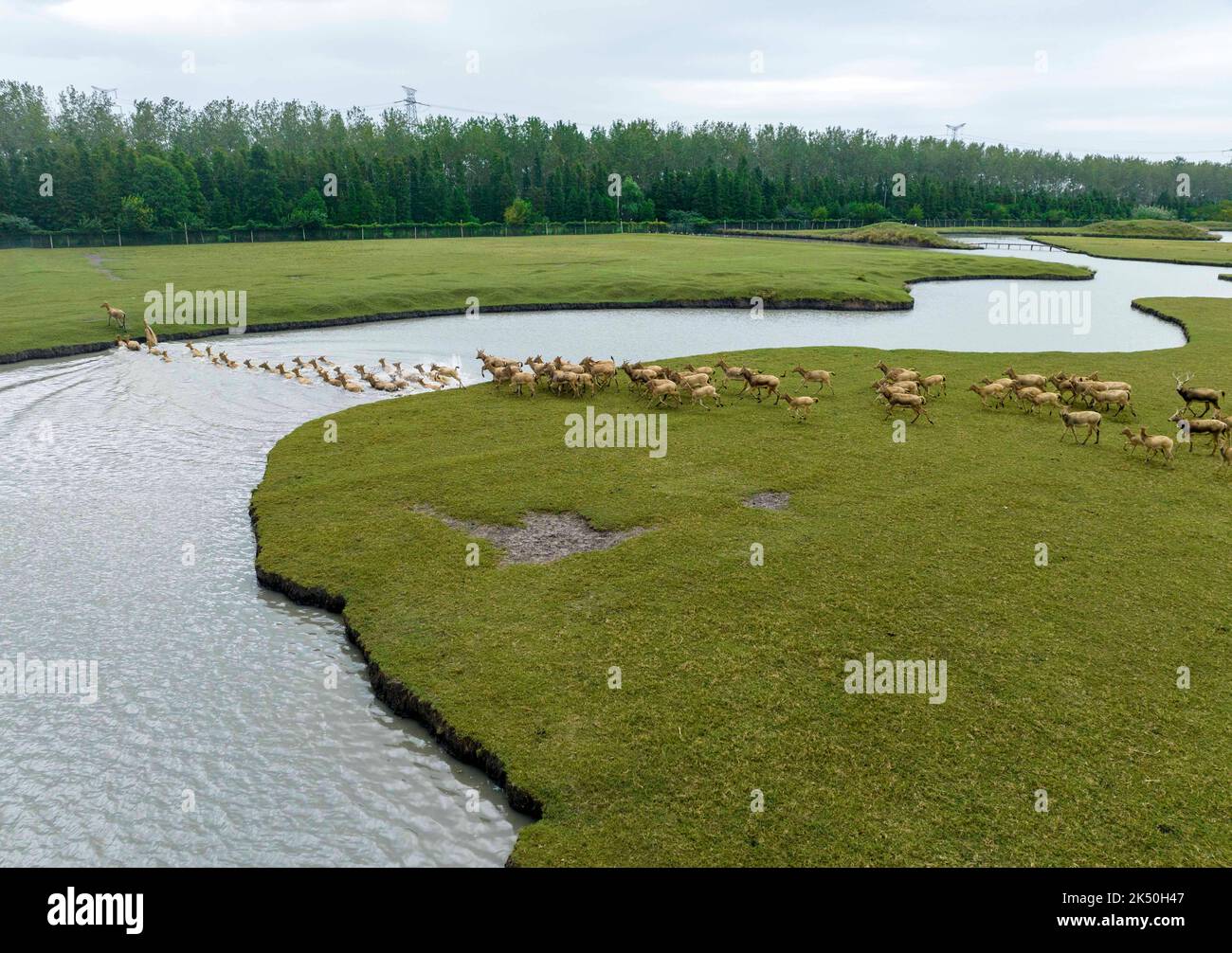 TAIZHOU, CHINA - OCTOBER 5, 2022 - An aerial photo shows a herd of elks ...