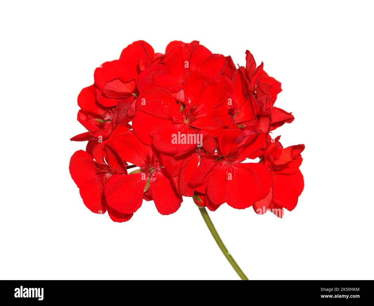 Red pelargonium flowers pelargonium garden Cut Out Stock Images ...