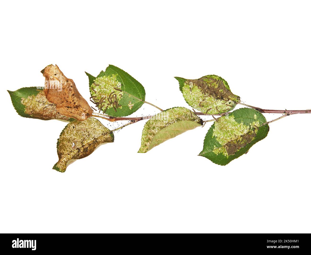 Branch of apple with hairy caterpillar on the leaves, the larvae of the ...