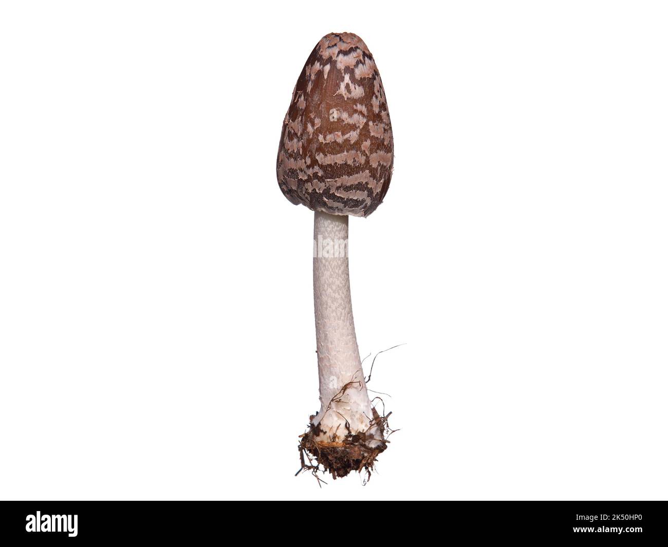 Magpie Inkcap mushroom isolated on white, Coprinopsis picacea Stock ...