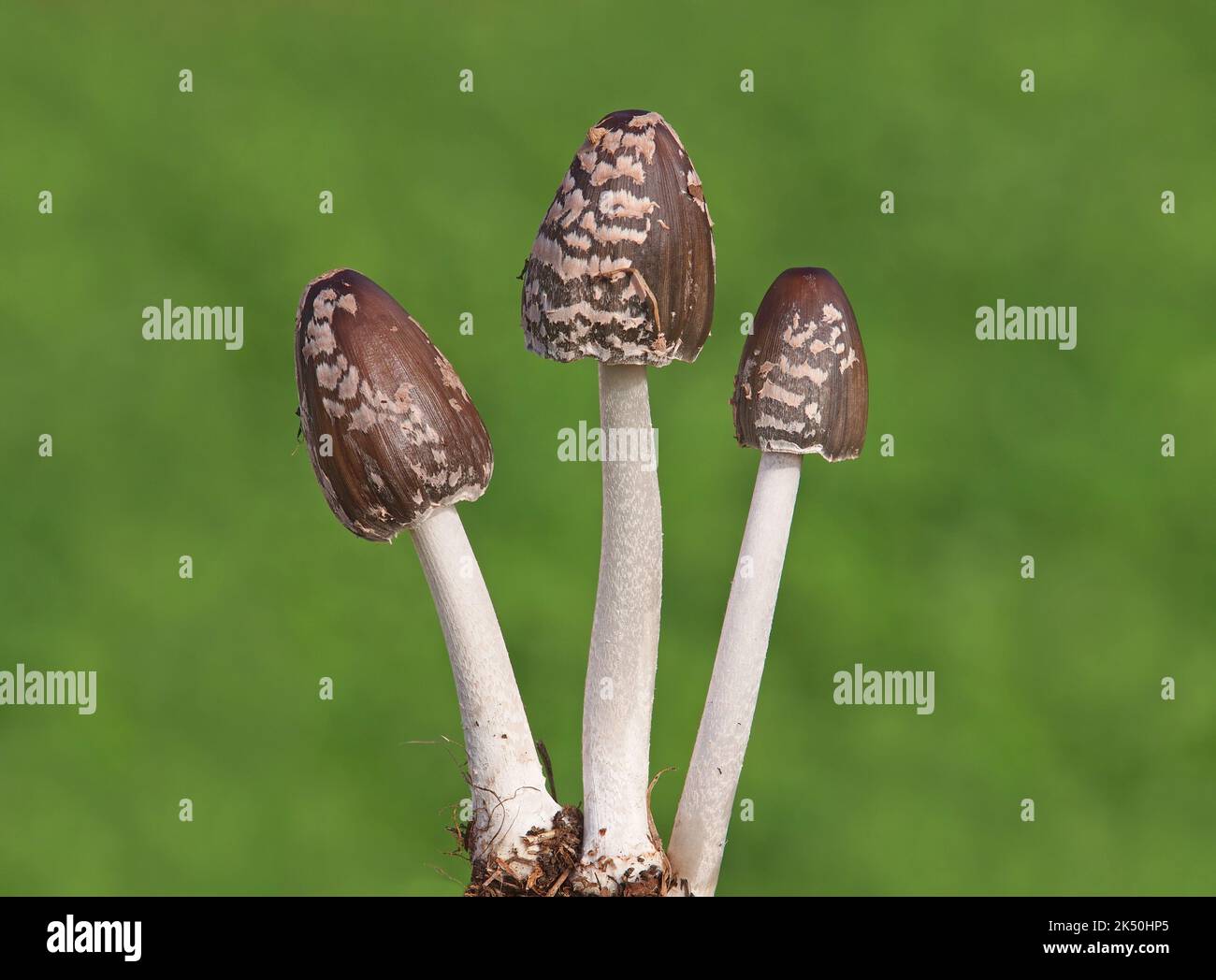 Magpie Inkcap mushroom, Coprinopsis picacea Stock Photo - Alamy