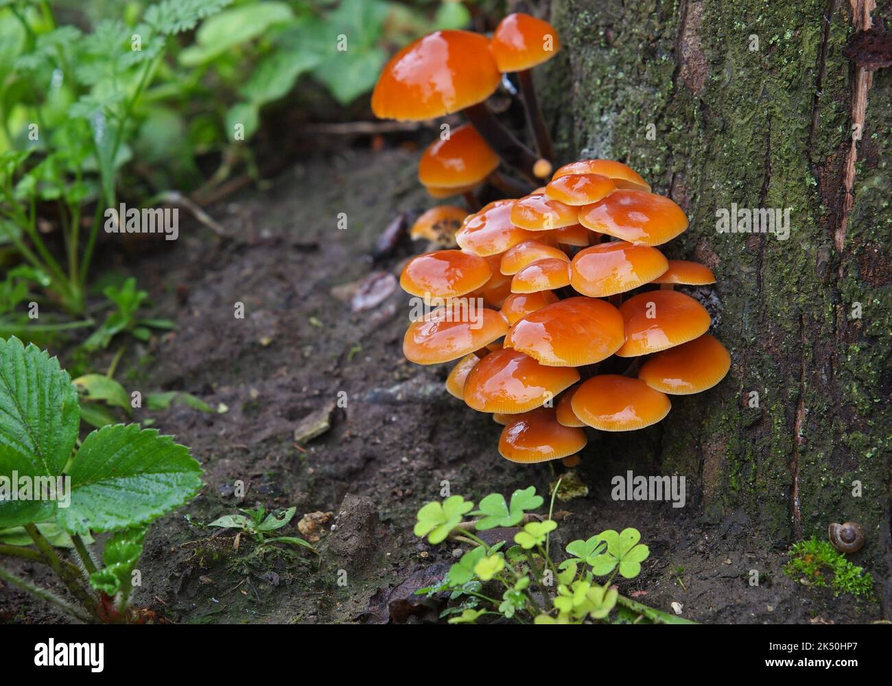 Lily mushrooms hi-res stock photography and images - Alamy