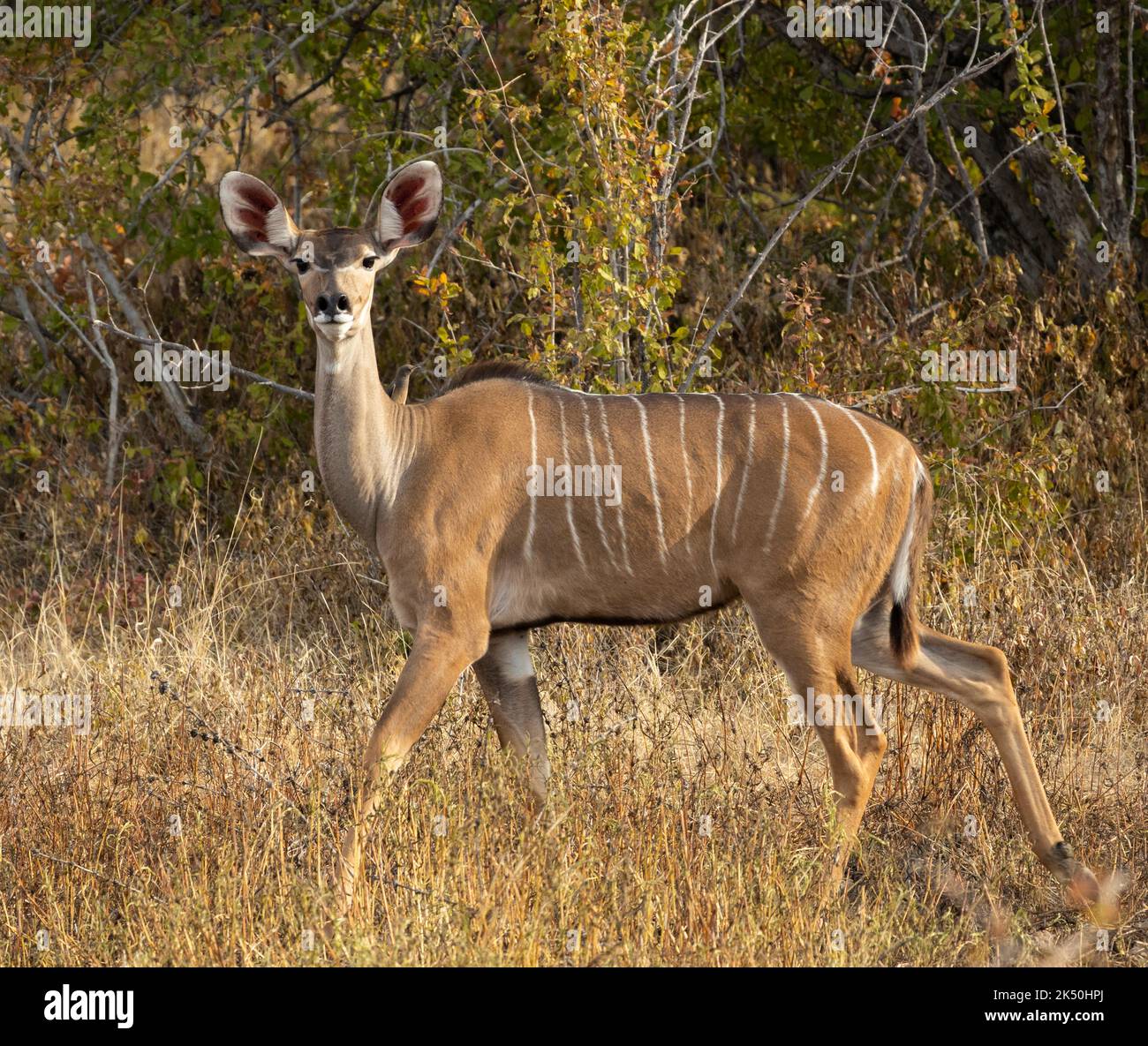 The female Greater Kudu is more social than the solitary males. Adapted ...