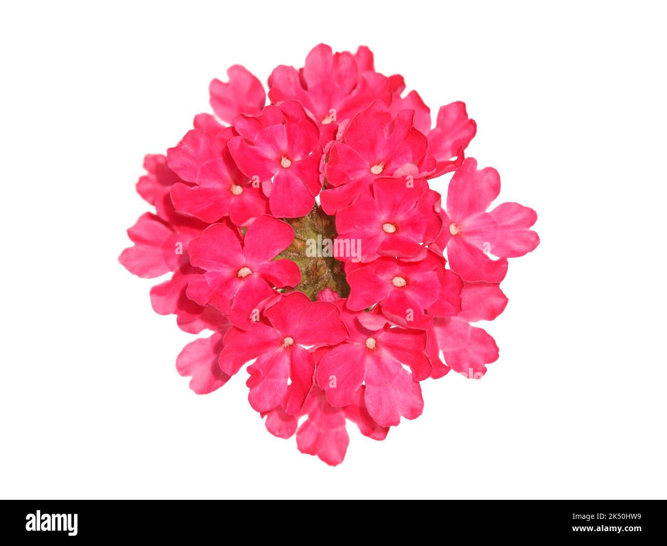 Pink trailing verbena flower isolated on white Stock Photo - Alamy