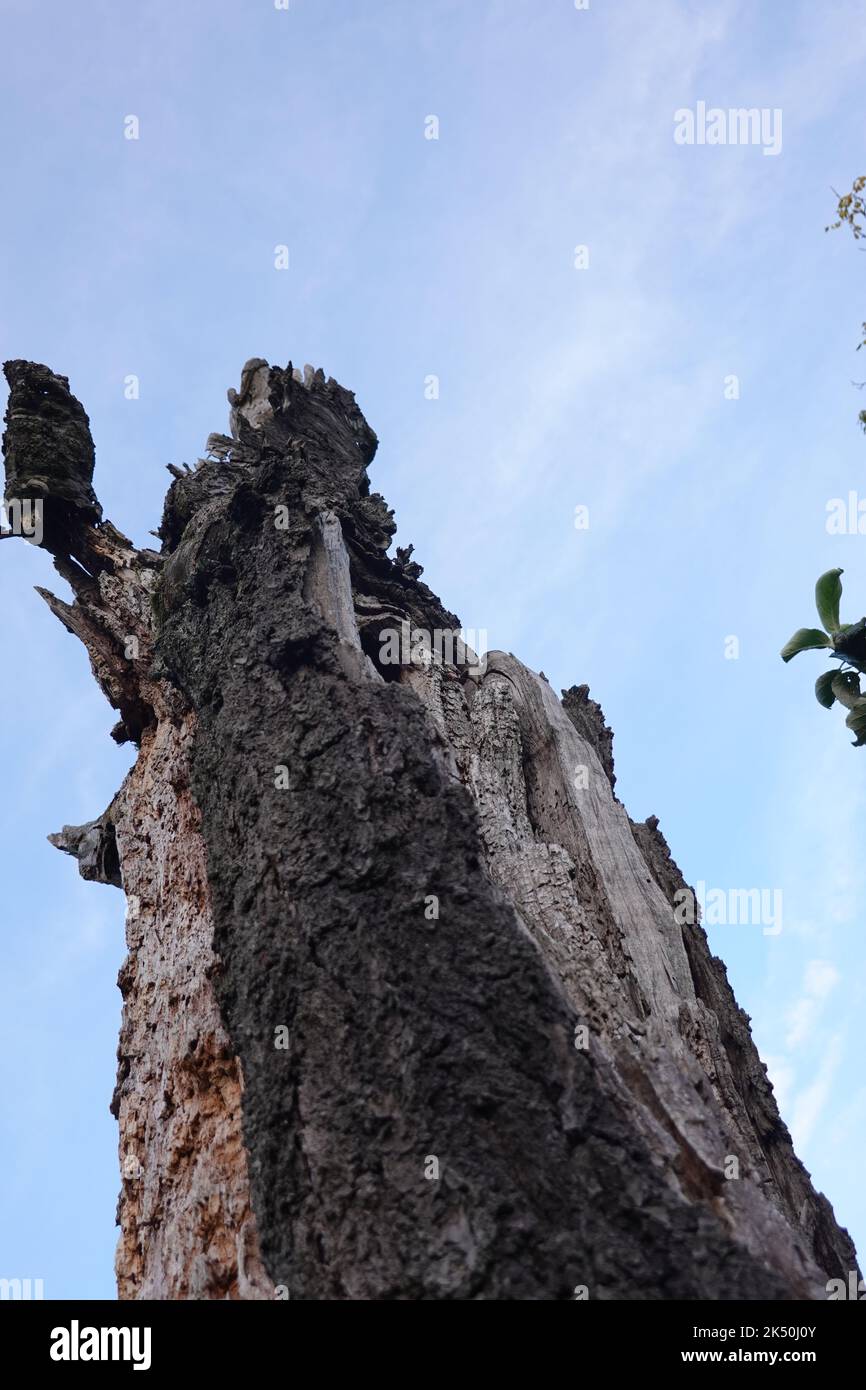 the stump of a dead tree rises to the sky Stock Photo - Alamy