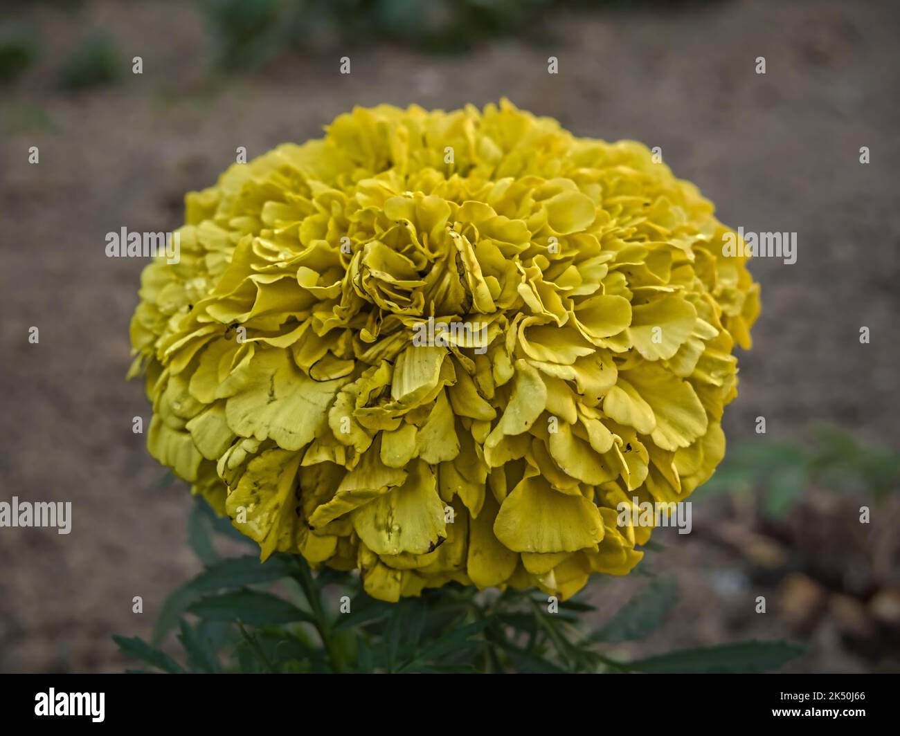 Violet marigold flower hi-res stock photography and images - Alamy