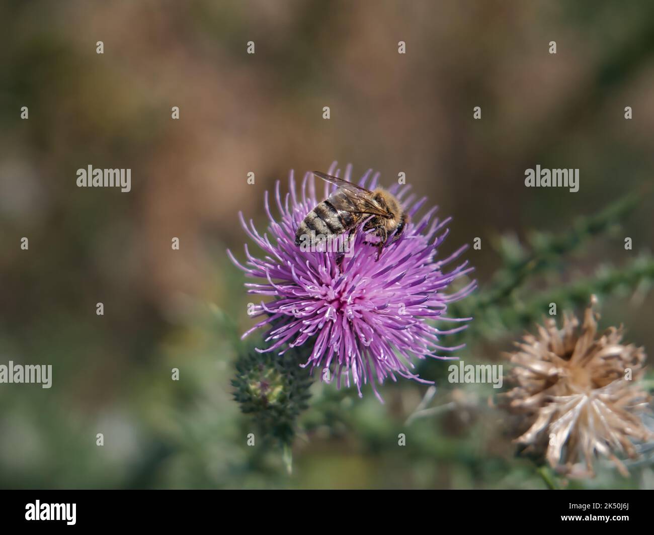 Spiky thistle hi-res stock photography and images - Alamy
