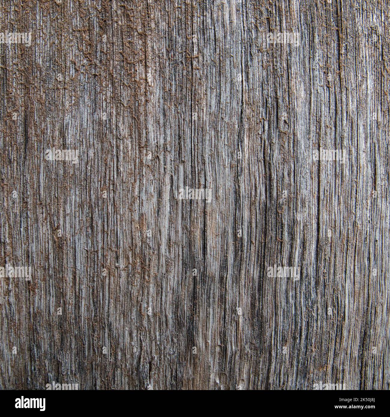 Rough aged withered dead wood texture Stock Photo - Alamy