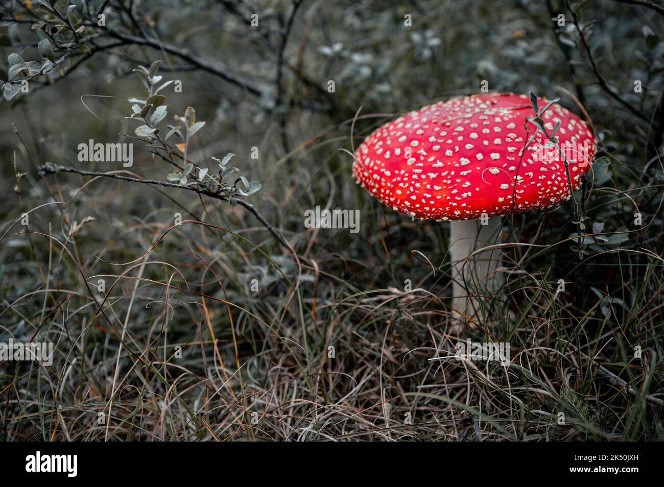 Toxic red toadstool in green heath landscape (Fly agaric amanita ...