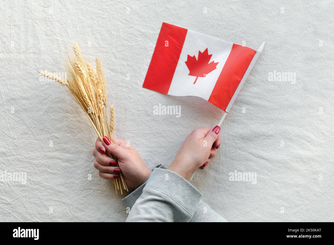 Happy Canada Thanksgiving Day. Canadian flag and wheat ears in hand on ...