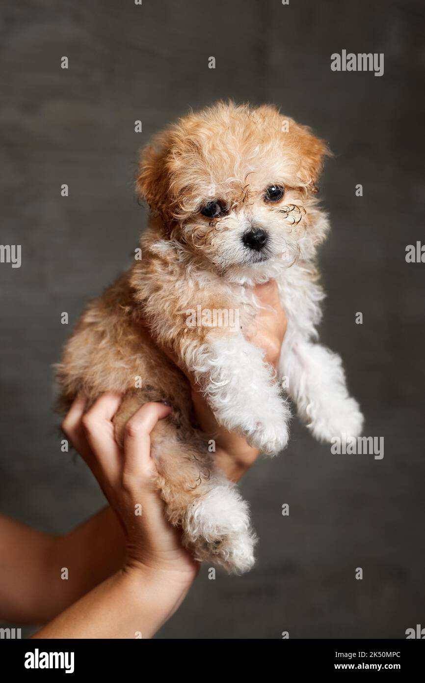 Toy Poodle Mix With Maltese