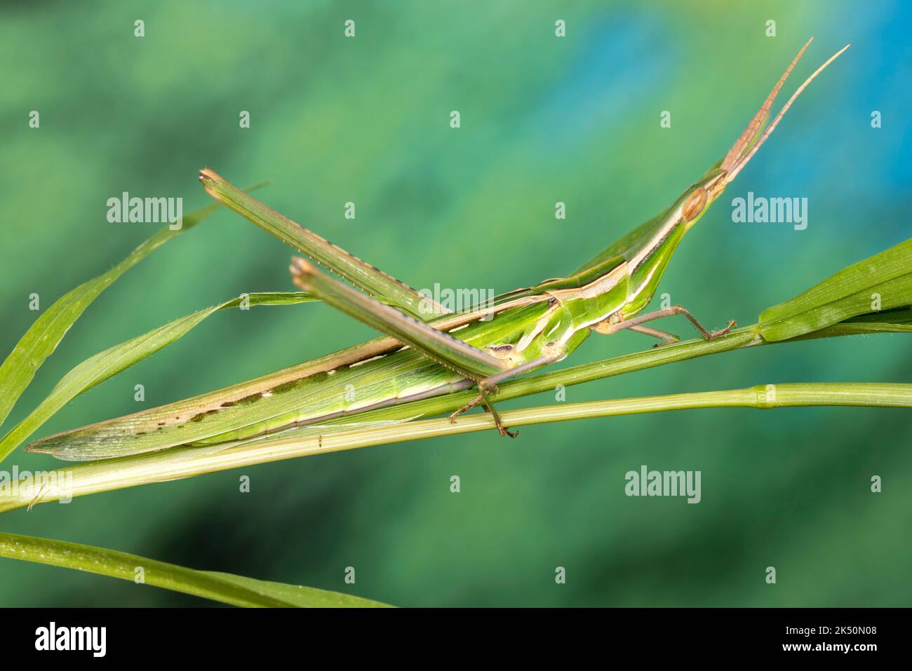Mediterranean Slant faced Grasshopper Stock Photo - Alamy