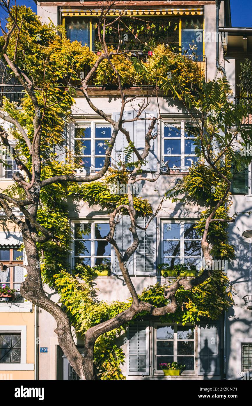 Baum fuji hi-res stock photography and images - Alamy