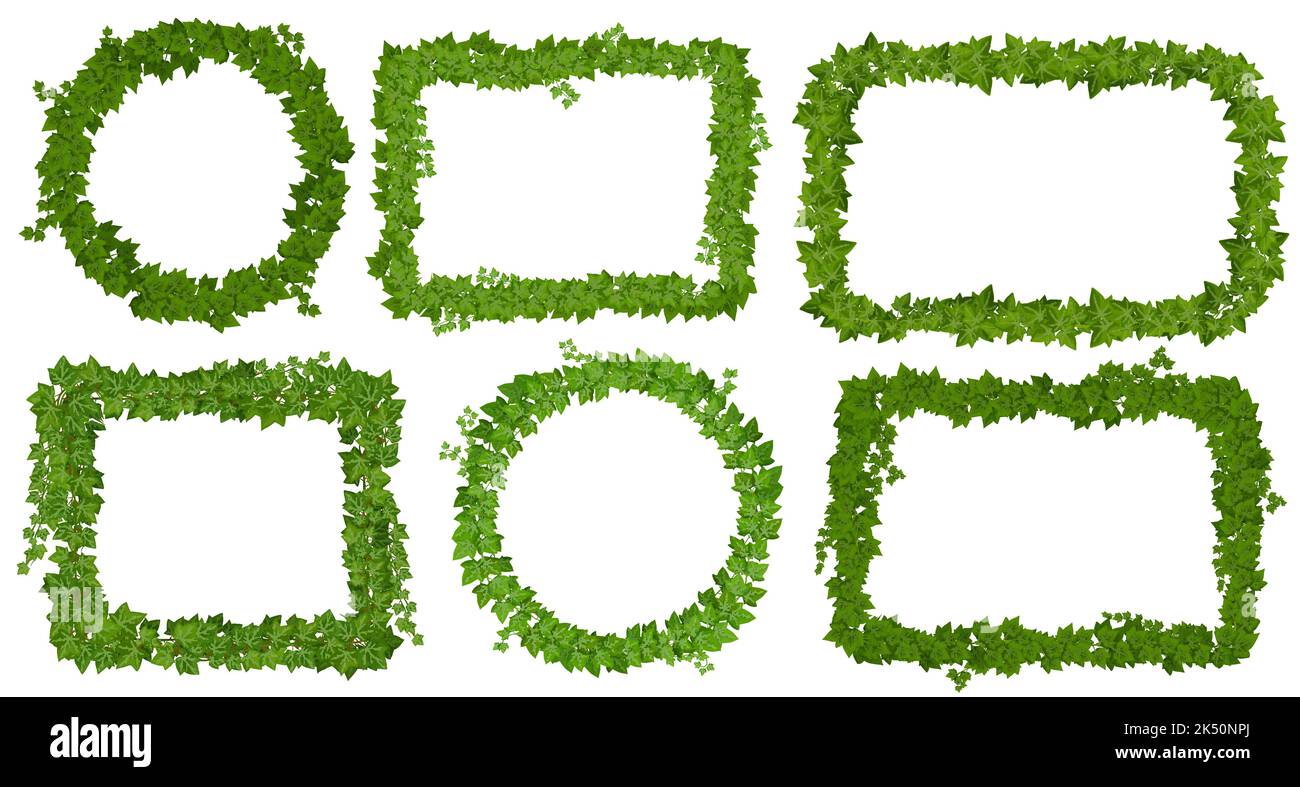 Ivy frames with green leaves on lianas, climbing vines of creeper plant ...