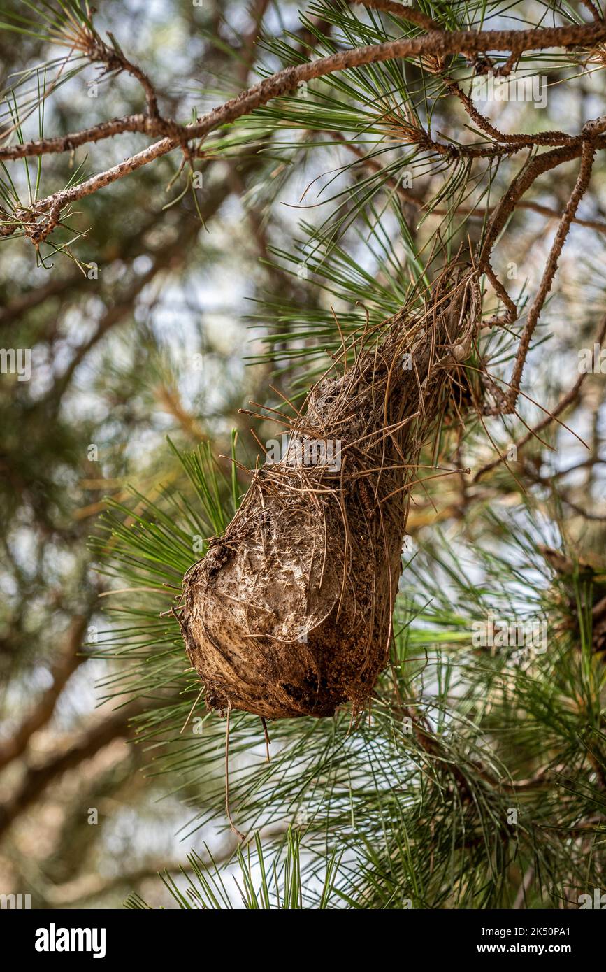 A nest of the larvae or caterpillars of the Pine Processionary Moth ...