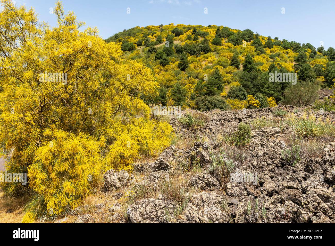 The Mount Etna broom (Genista aetnensis) in flower, a spectacular sight ...