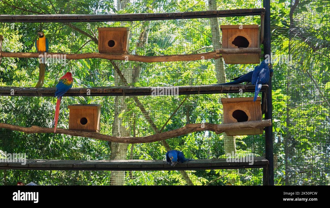A beautiful shot of colorful Macaw parrots (Ara macao) in a cage with ...