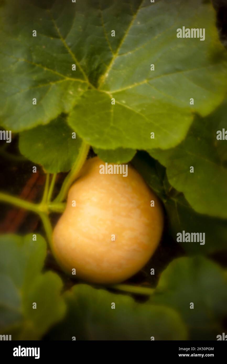 Age-defying, digital age, premium quality, eye-catching, stand-out ...