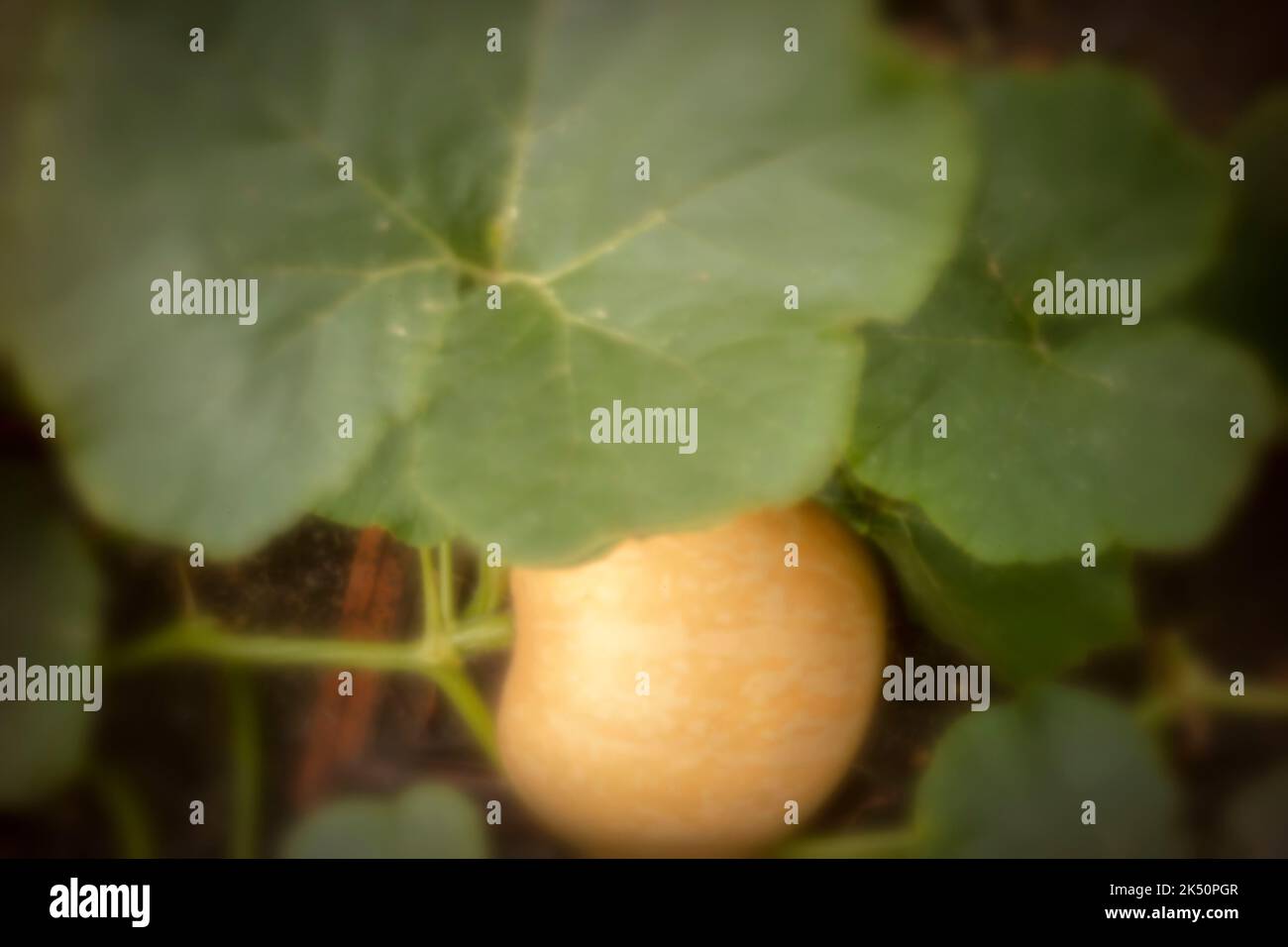 Age-defying, digital age, premium quality, eye-catching, stand-out ...