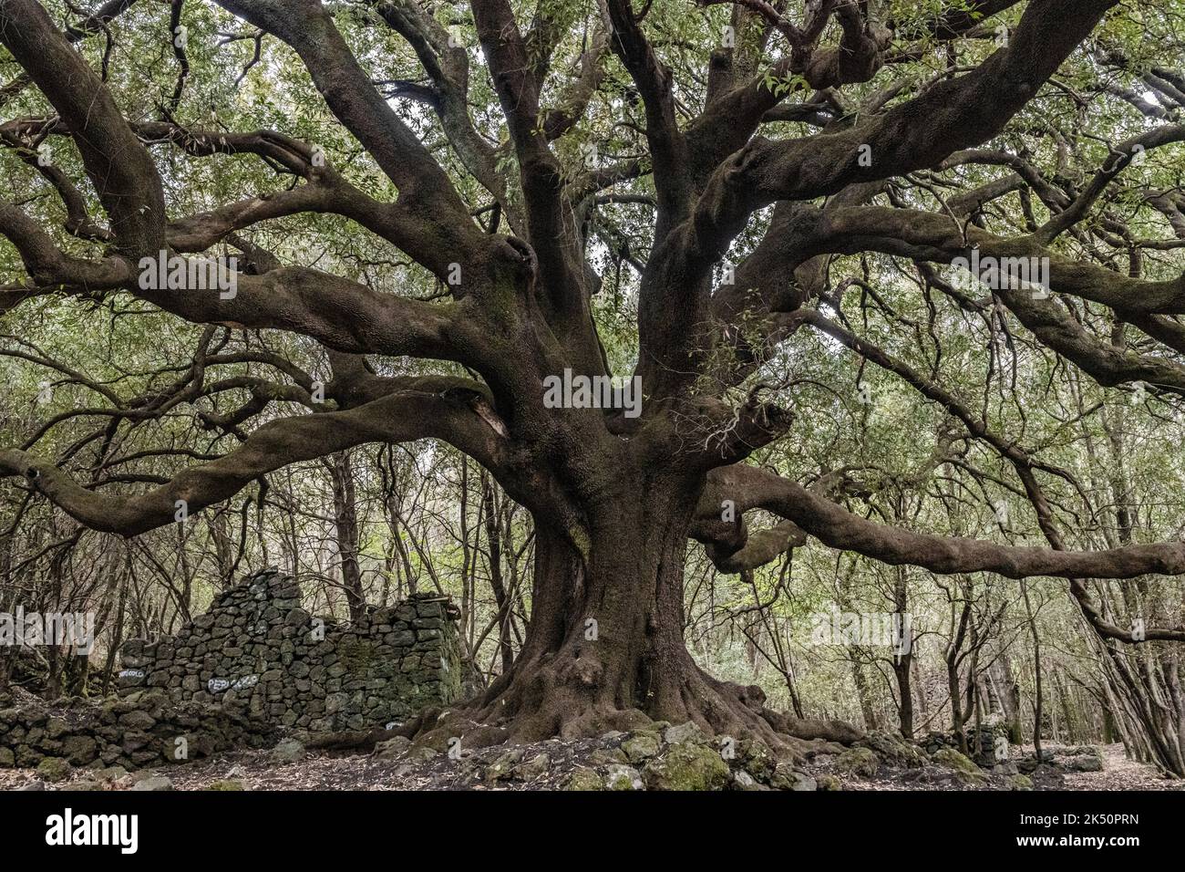 The 'Ilice di Carrinu', an enormous 700 year-old ilex or holm oak tree ...