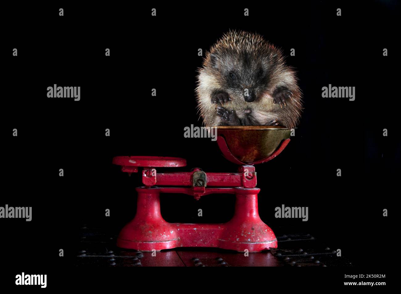 Computer generated images of a Hedgehog on weighing scales Stock Photo ...