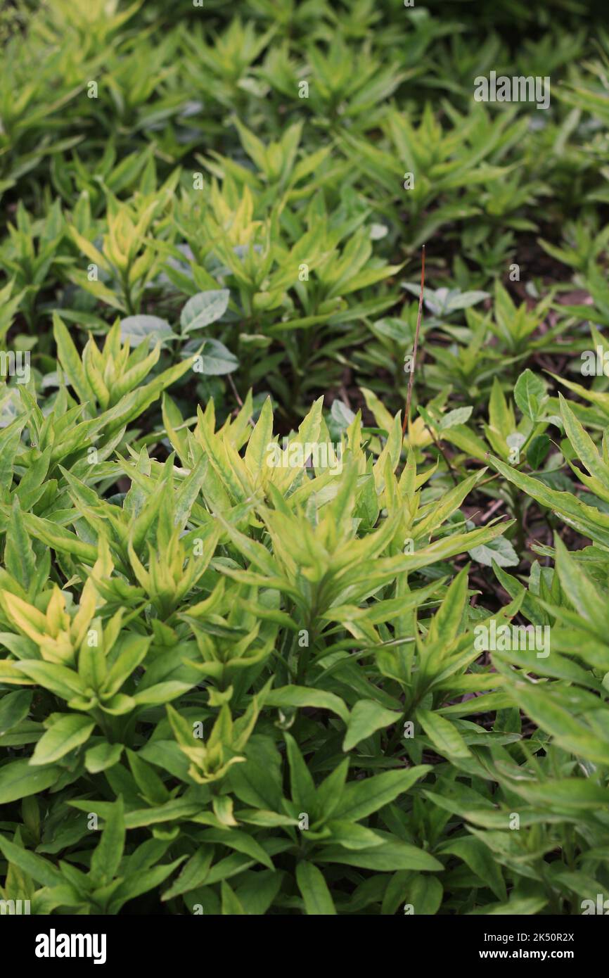 Leafy summer foliage growing in the morning meadow Stock Photo - Alamy
