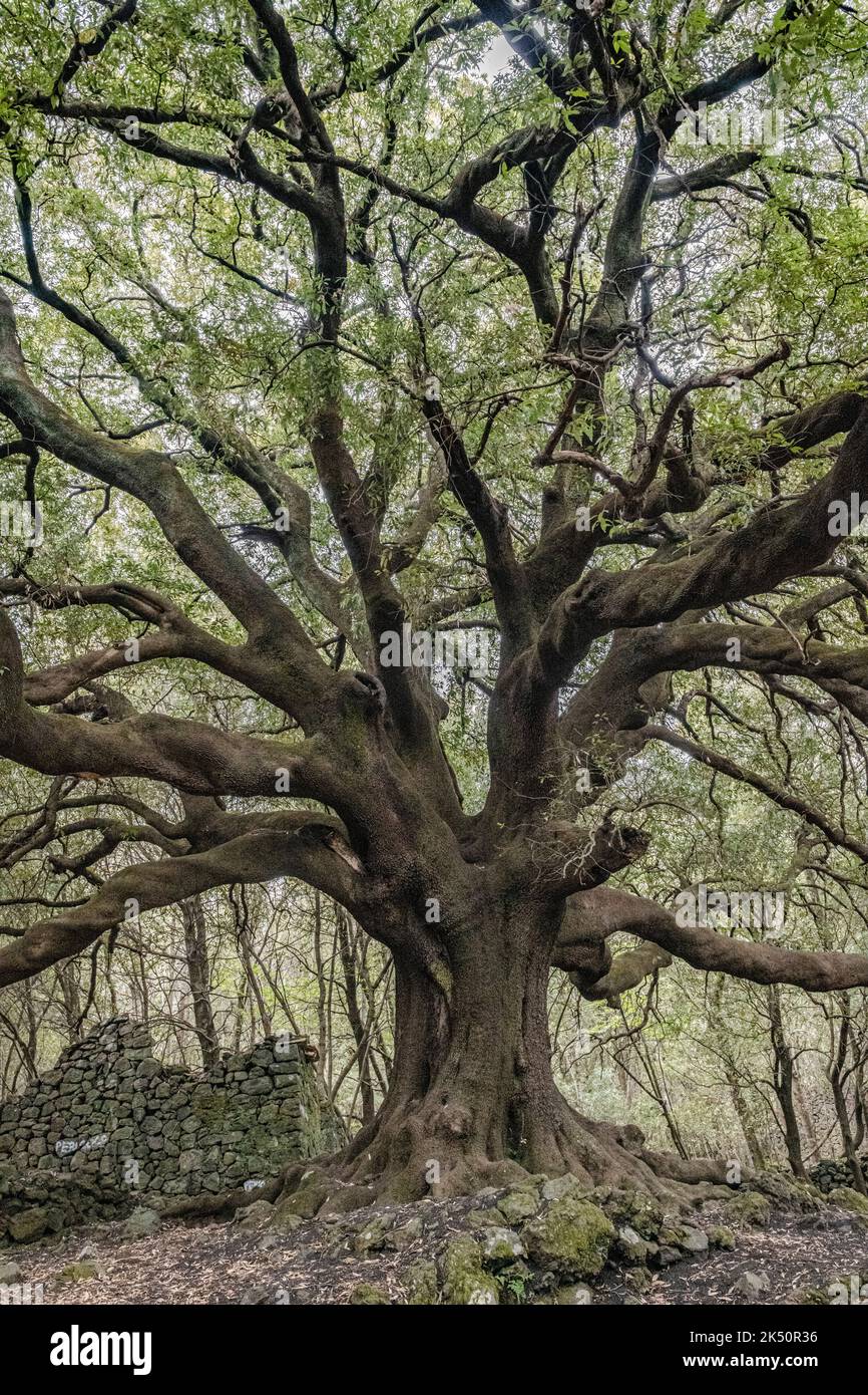 The 'Ilice di Carrinu', an enormous 700 year-old ilex or holm oak tree ...