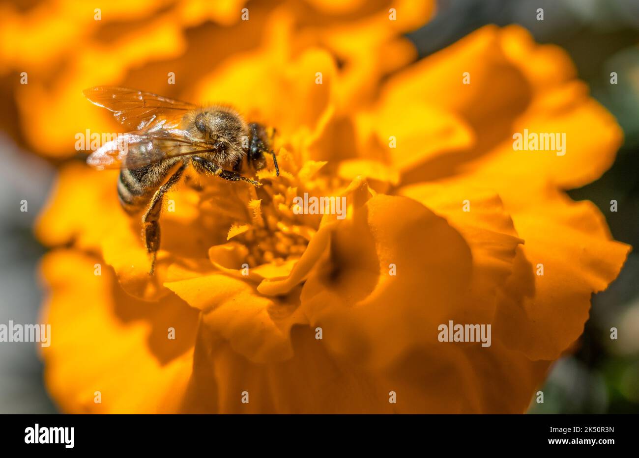 Photograph of honey bee hi-res stock photography and images - Alamy