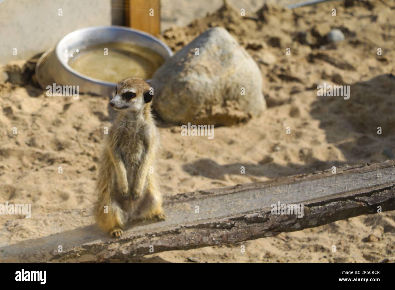 A closeup of a meerkat standing on a wooden log in its cage in the zoo ...