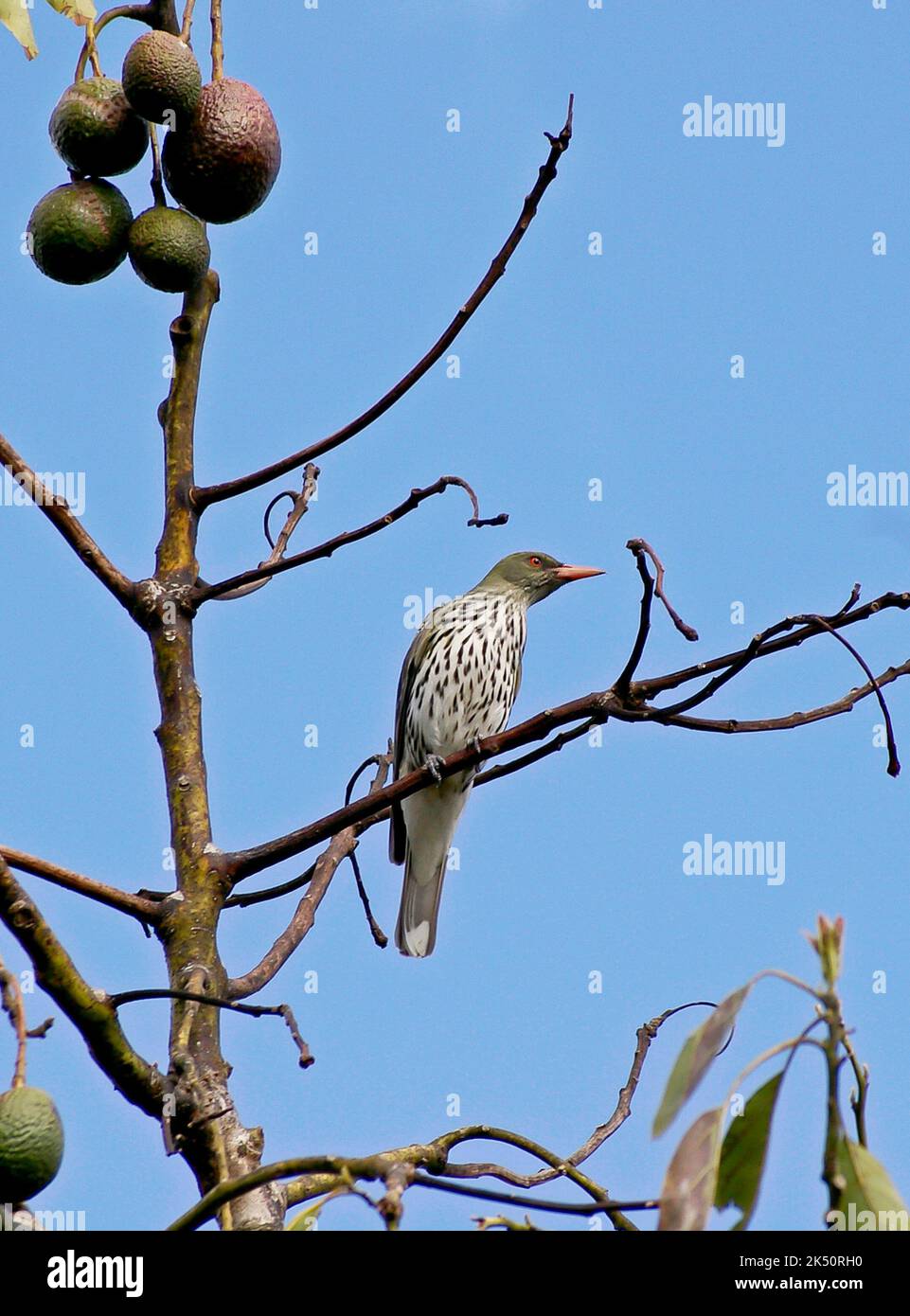 White bellied oriole hi-res stock photography and images - Alamy